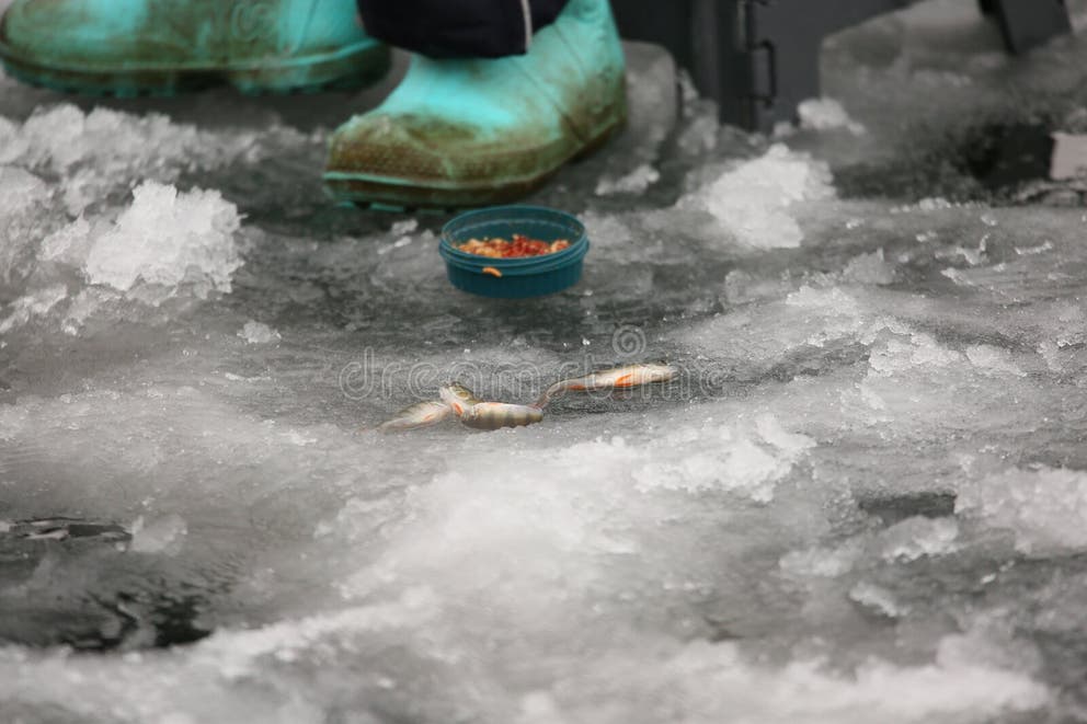 Small Perch on the Ice. Freshly Caught Perch on Winter Ice River Stock ...