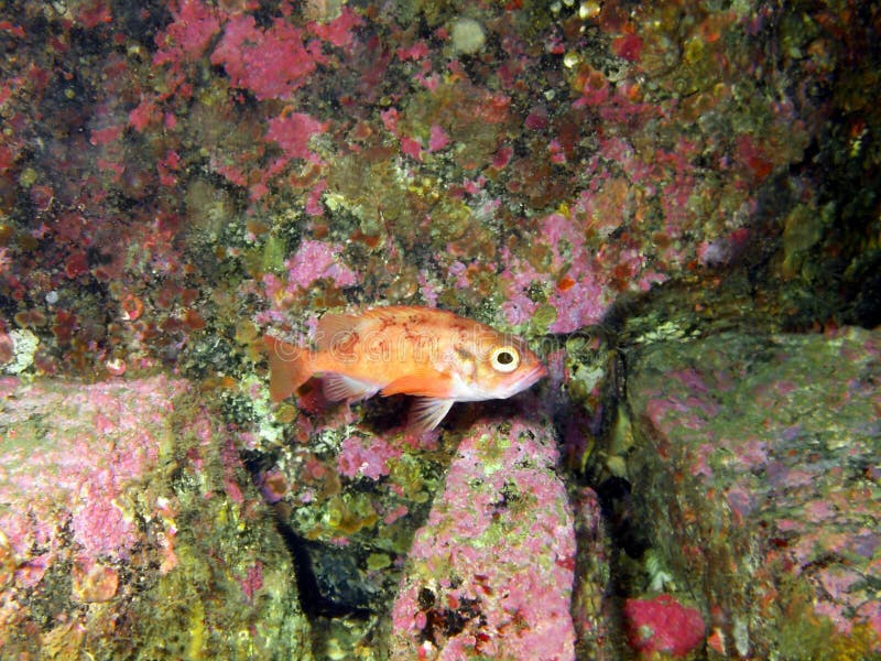 The small perch stock image. Image of stone, russia, water - 44419175