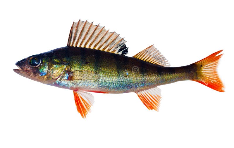 Small perch with red fins stock image. Image of color - 15561831