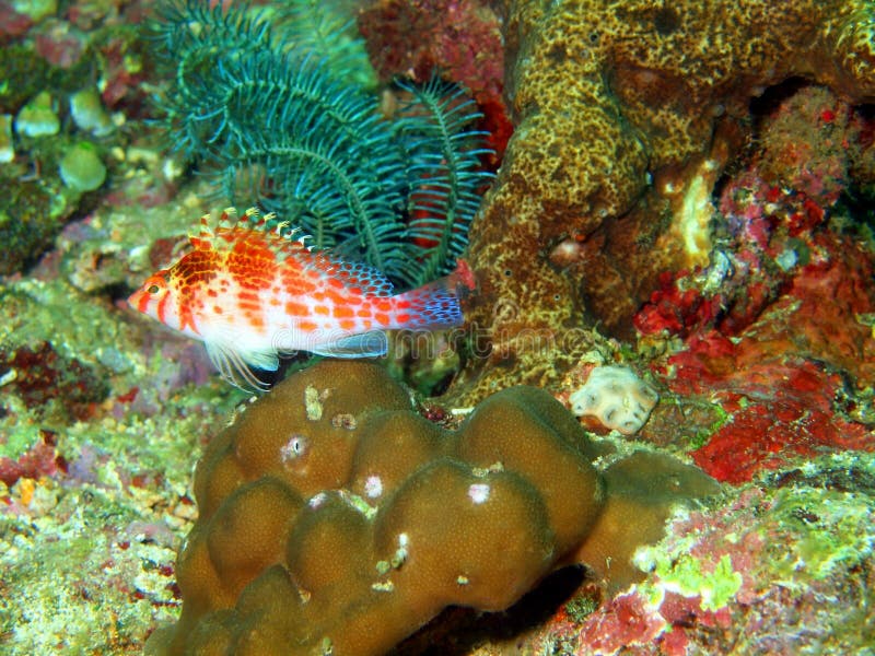 The small perch stock image. Image of underwater, nature - 31202405