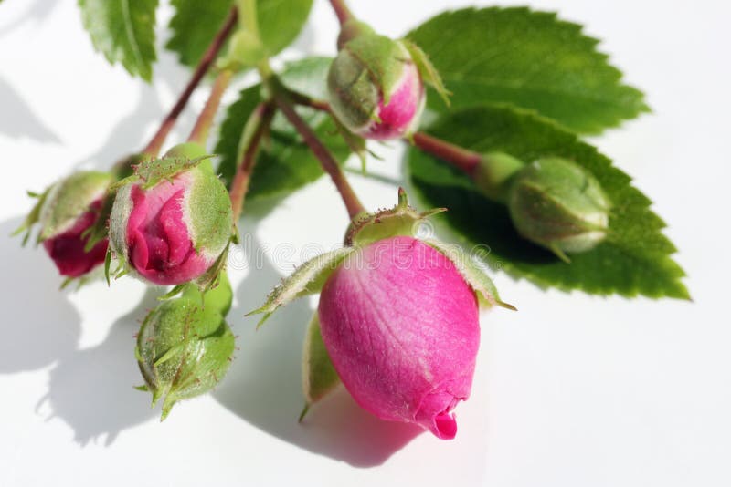 Small Perfect Pink Rose Flower Lie on Table Macro Stock Photo - Image ...