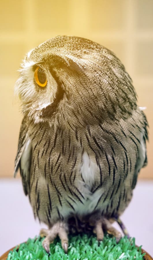 Small Pet Owl with Big Round Eyes Stock Photo - Image of cute, blue ...