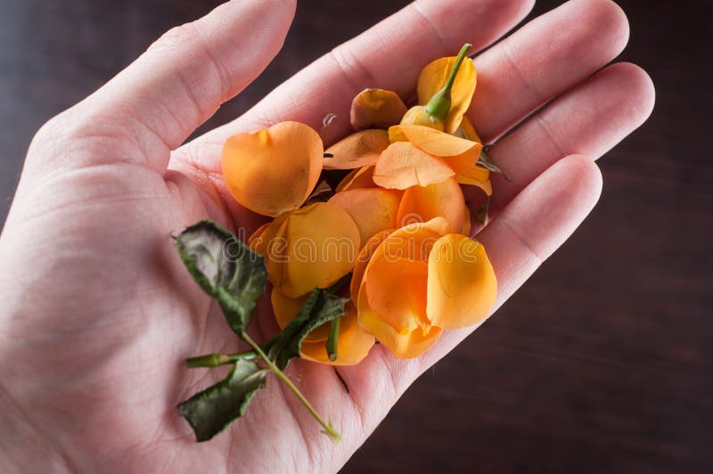 Small Petals of Orange Dwarf Room Roses in Hand Stock Photo - Image of ...