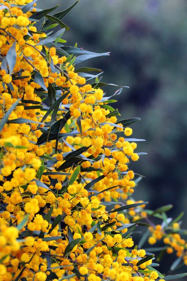 Small Philippine Acacia, or Acacia Confusa Yellow Flowers on a Tree ...