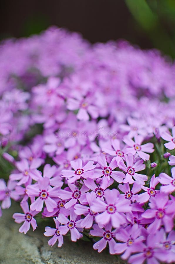 Small Phlox Flowers for Spring Garden Decoration Stock Photo - Image of ...