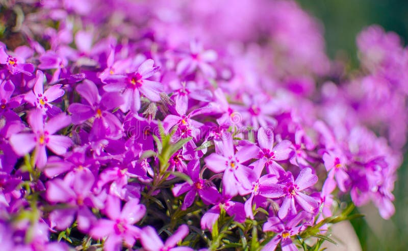 Small Phlox Flowers for Spring Garden Decoration Stock Image - Image of ...