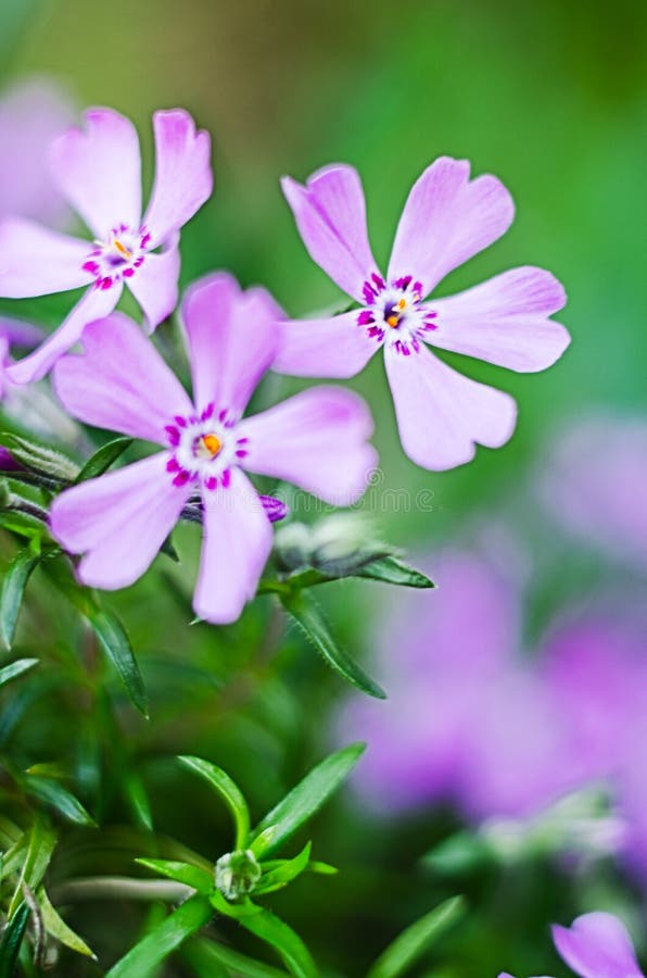 Small Phlox Flowers for Spring Garden Decoration Stock Photo - Image of ...