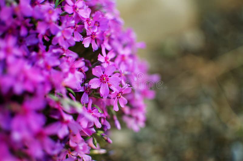 Small Phlox Flowers for Spring Garden Decoration Stock Photo - Image of ...