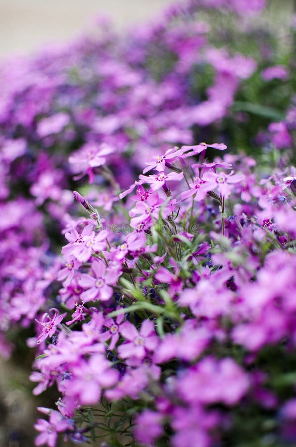 Small Phlox Flowers for Spring Garden Decoration Stock Photo - Image of ...