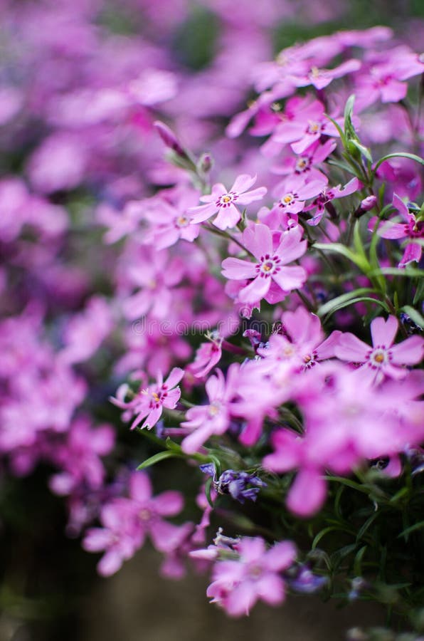 Small Phlox Flowers for Spring Garden Decoration Stock Photo - Image of ...