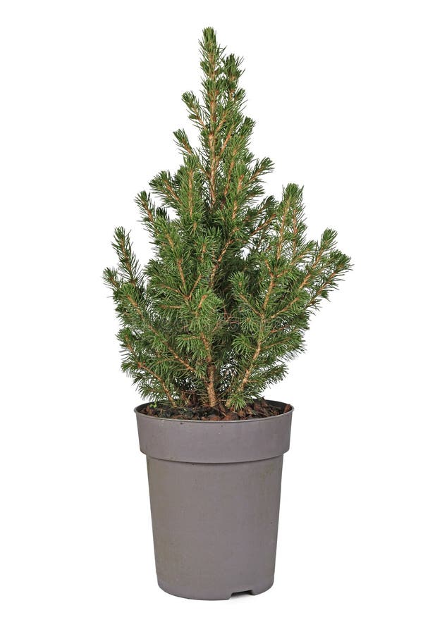 Small `Picea Glauca` Spruce Tree in Pot on White Background Stock Image ...