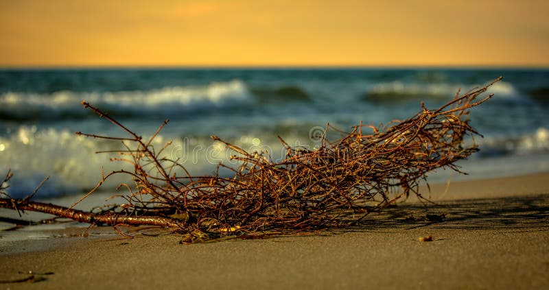A Small Piece of Branch on the Beach Stock Image - Image of relaxation ...
