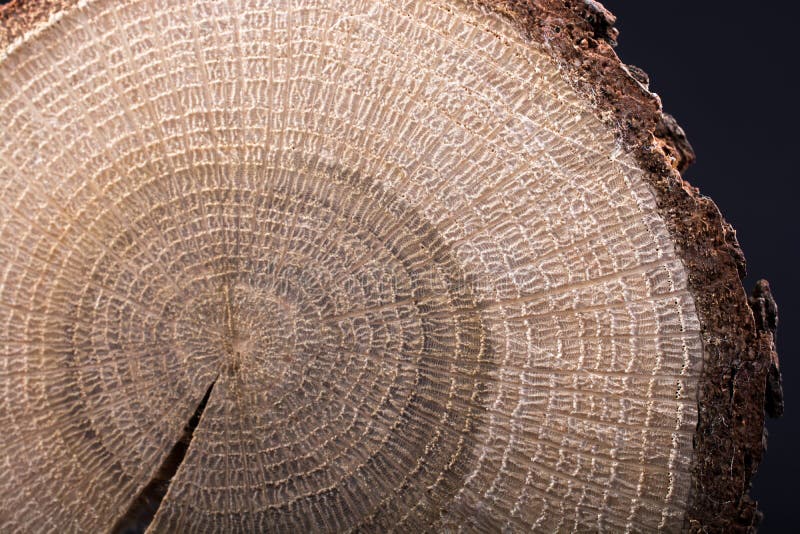 Small Piece of Cut Wood Logs Stock Image - Image of plank, ecology ...