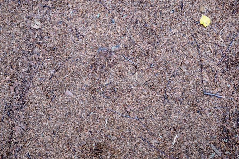 A Small Piece of Road Covered with Coniferous Needles Stock Image ...