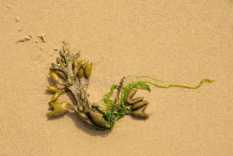 Small Piece of Seaweed on a Beach Stock Photo - Image of shore, beach ...