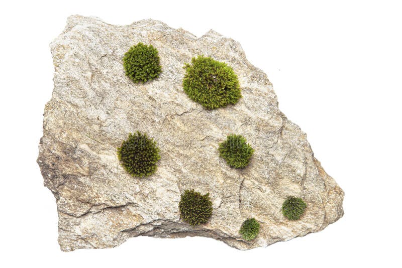 Small Pieces of Green Moss on a Rock Isolated on White Backround Stock ...