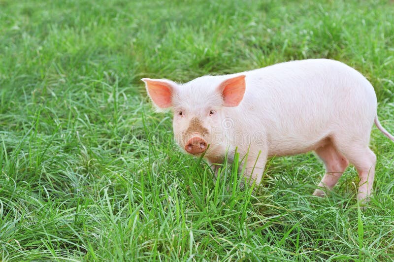 Small pig stock image. Image of domestic, meadow, agriculture - 18298607