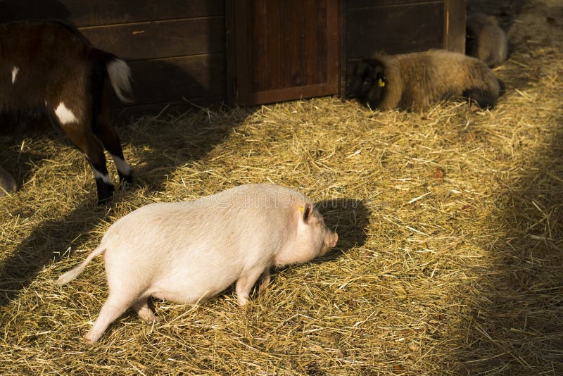 Small farm stock photo. Image of little, animal, cute - 49513960