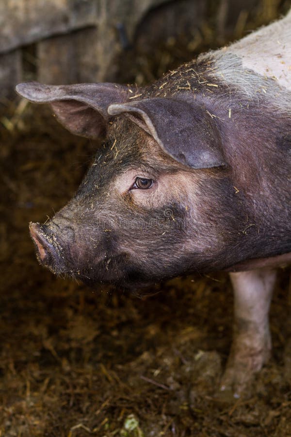 Small pig in farm stock photo. Image of growth, piglet - 143081408
