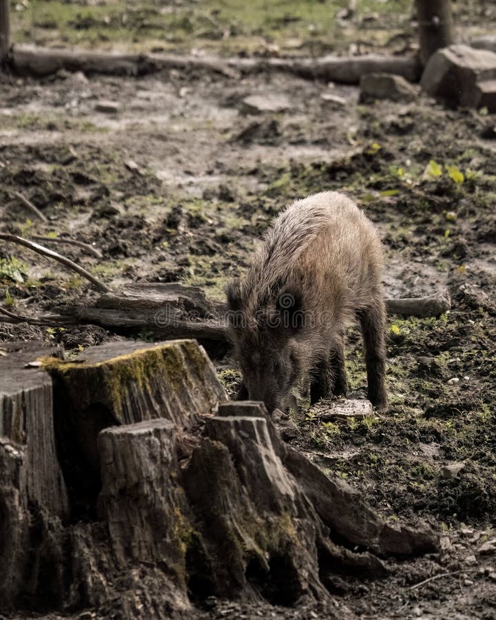 Small Pig Feeding on a Tree Stump by Trees Stock Image - Image of ...