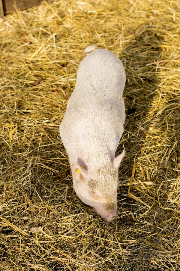 Small farm stock photo. Image of little, animal, cute - 49513960