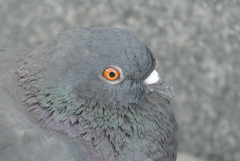 Small pigeon closeup stock photo. Image of grey, zoom - 33043502