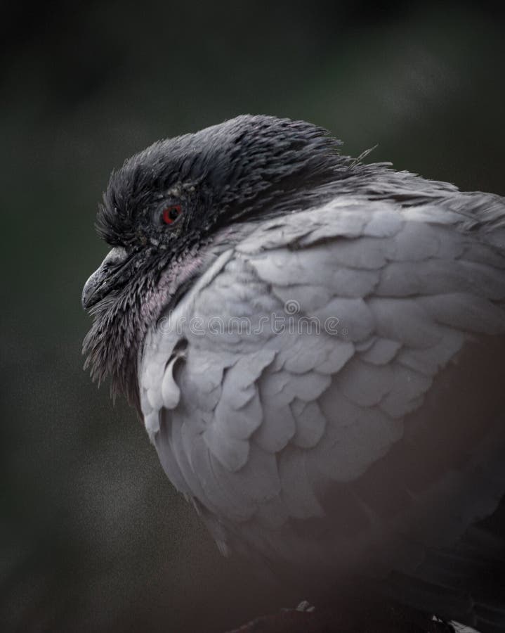 A Small Pigeon Standing on a Branch in the Dark Sky Stock Image - Image ...