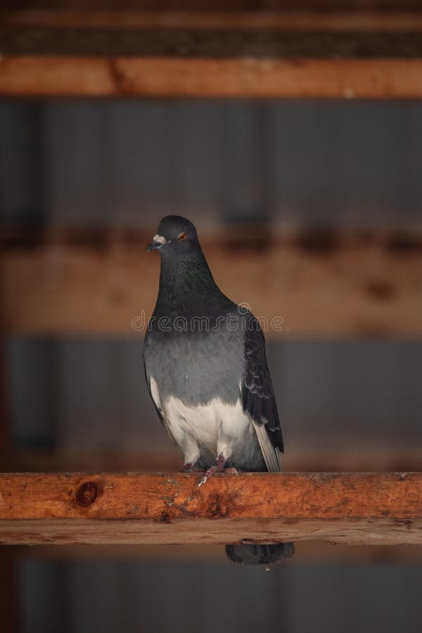 Small Pigeon Perched Atop a Wooden Surface Stock Image - Image of ...