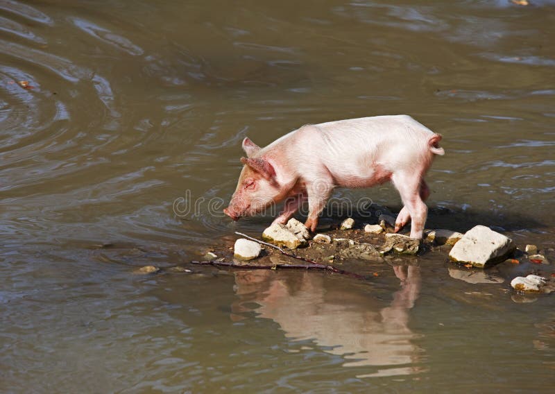 Small Piglet in a Farm.Domestic Animal Stock Photo - Image of industry ...