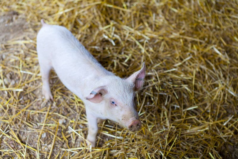 Small Piglet in a Farm.Domestic Animal Stock Image - Image of pink ...