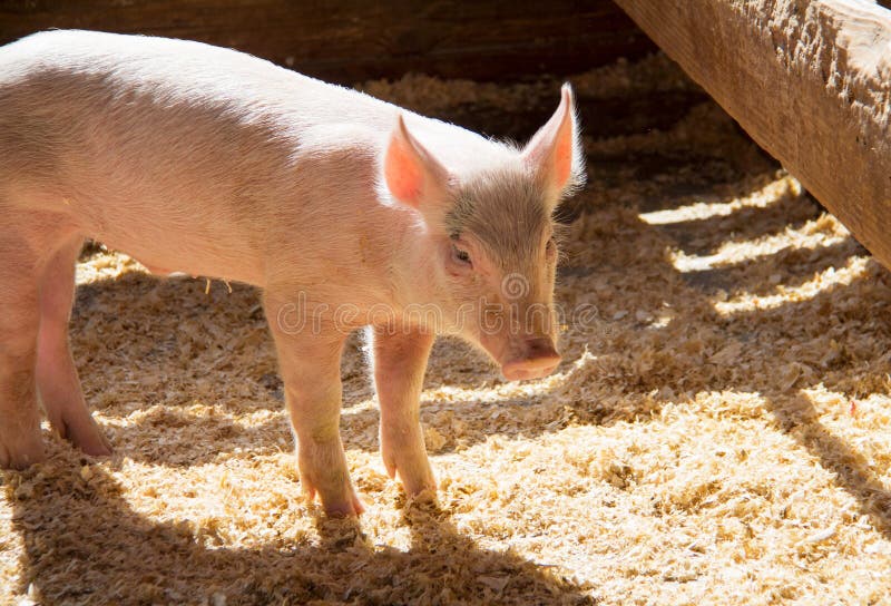 Small piglet at the farm stock image. Image of nose - 121612513