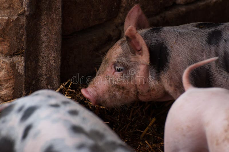 Small Piglet in a Farm.Domestic Animal Stock Image - Image of pink ...