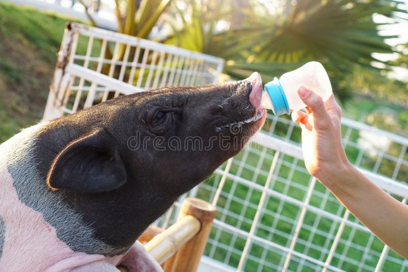 Small Piglet Feeding Milk from Bottle in Hand. Stock Image - Image of ...