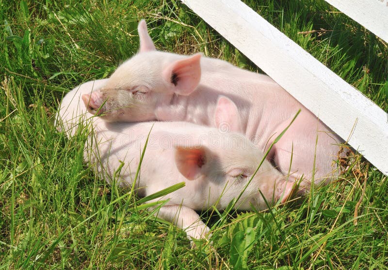 Small pigs stock photo. Image of agriculture, rural, nature - 12136590