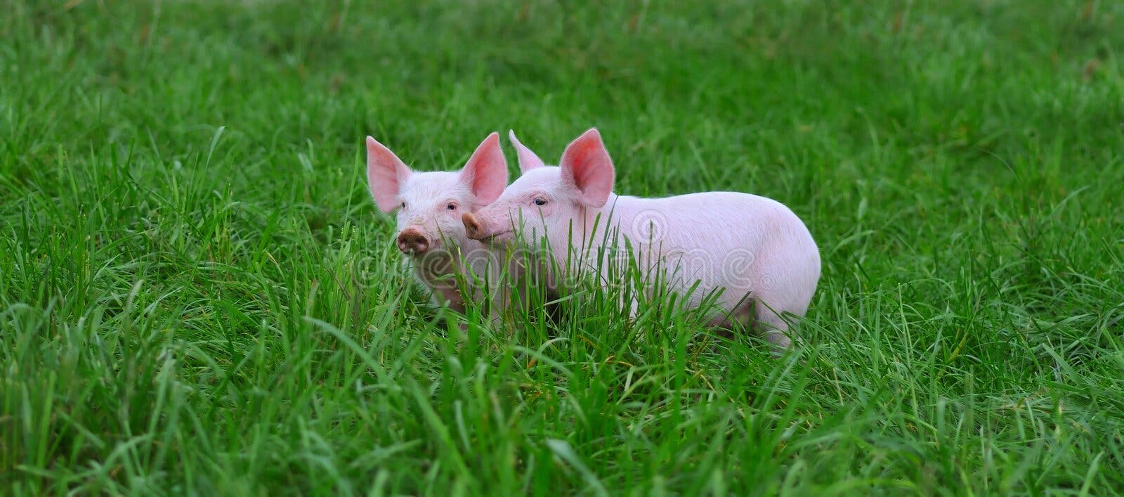 Two small pigs stock photo. Image of livestock, group - 10349118