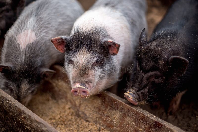 Small Pigs Eat from a Wooden Trough Stock Image - Image of closeup ...