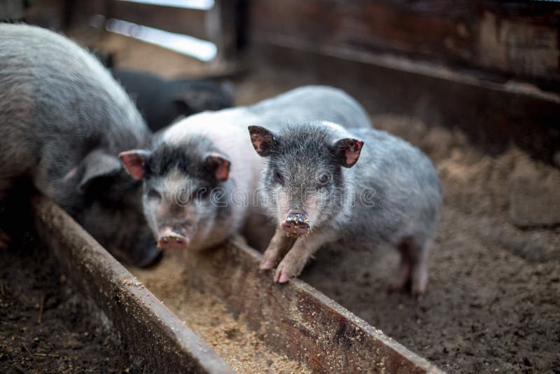 Small Pigs Eat from a Wooden Trough Stock Image - Image of farming ...