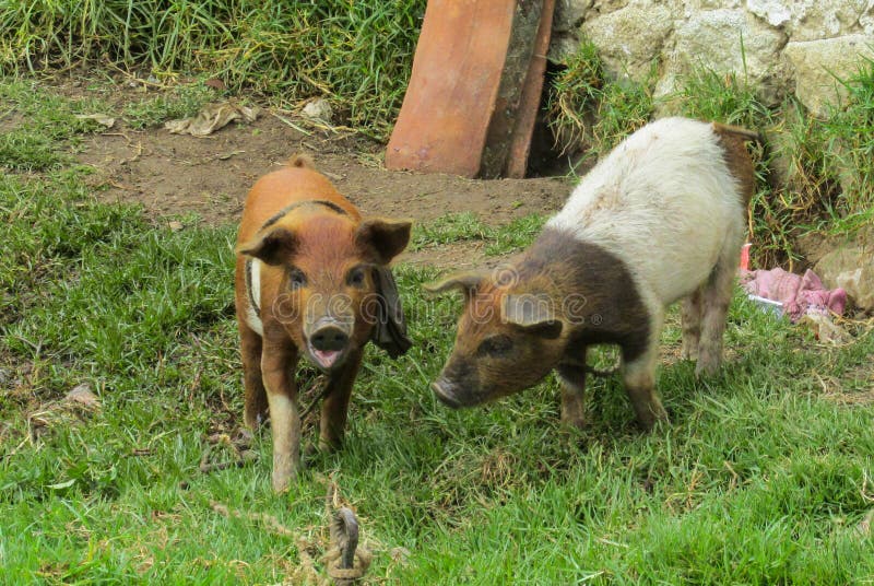 Small pigs on farm stock photo. Image of piglet, nature - 228909412