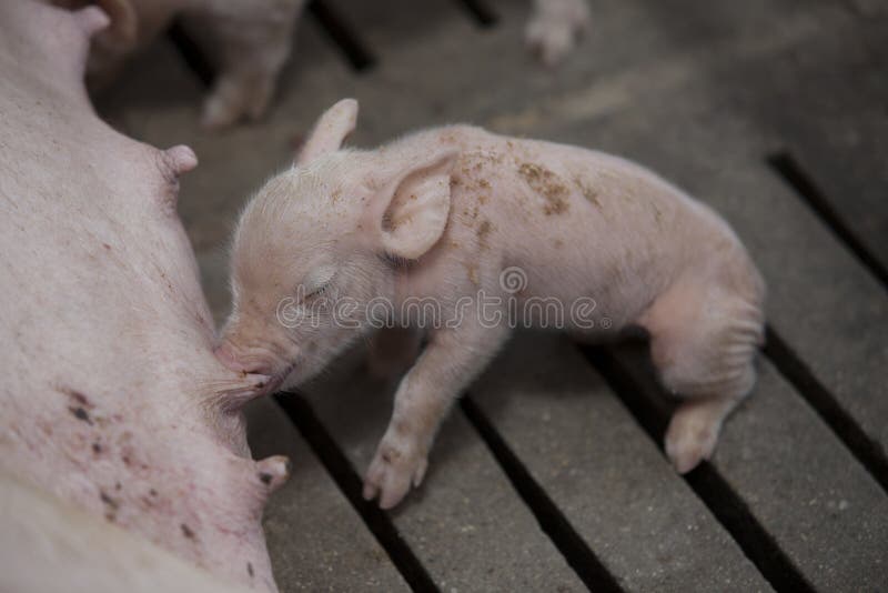 Small pigs in the farm stock image. Image of family, food - 56874421