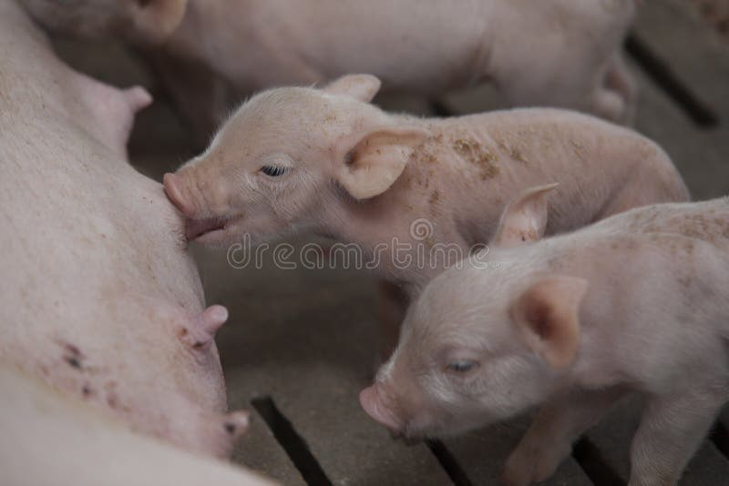 Small pigs in the farm stock photo. Image of enjoy, adorable - 56874984
