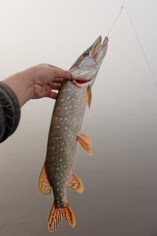 Small Pike in Fisherman S Hand Stock Photo - Image of fish, equipment ...
