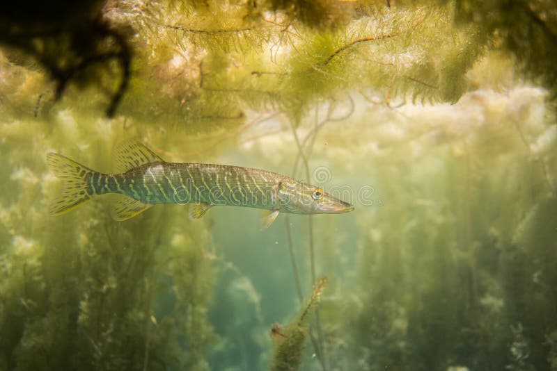 Small Pike in a Lake in Austria, Swimming Pike Under Lake Grass Stock ...