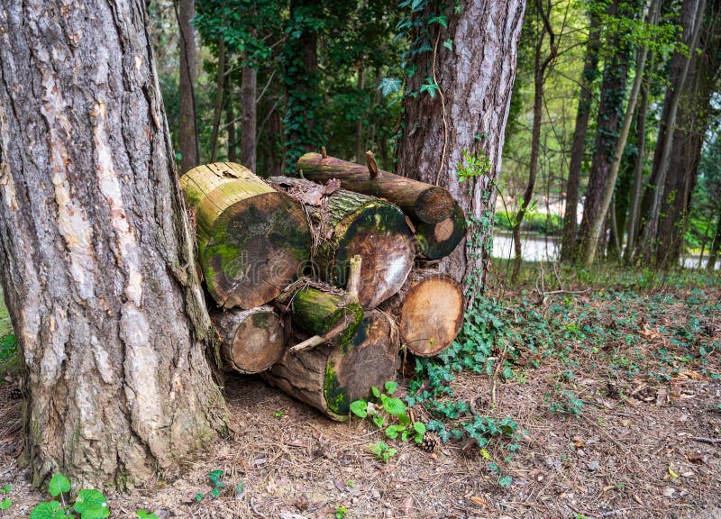 Small Pile of Cut Wood between Two Trees Stock Image - Image of pile ...