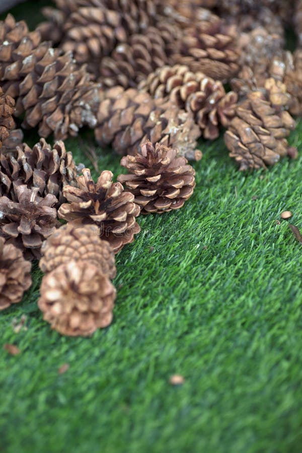 A Small Pile of Dried Pine Balls Stock Photo - Image of life, small ...