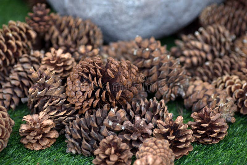 A Small Pile of Dried Pine Balls Stock Photo - Image of still, grass ...