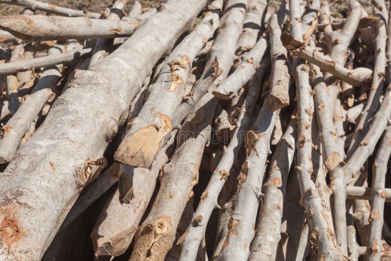 A Small Pile of Logs in Countryside , Firewood Stack Stock Image ...