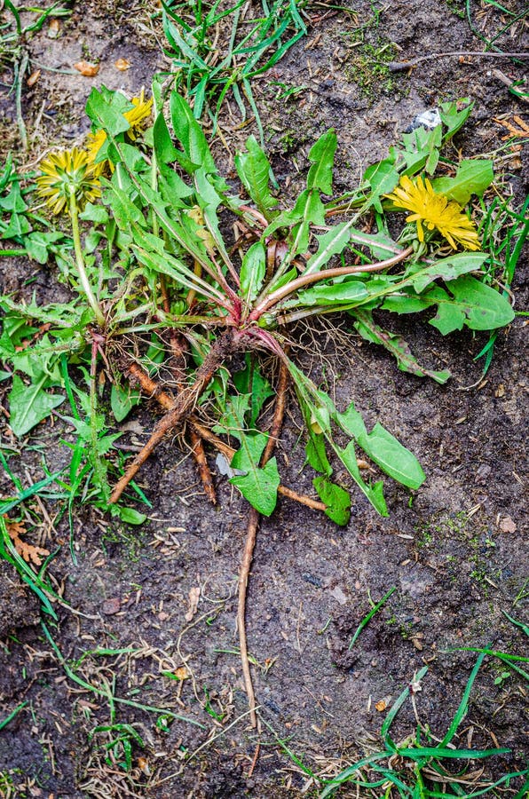 Small Pile of Pulled Flowering Dandelion Plants with Roots Stock Image ...