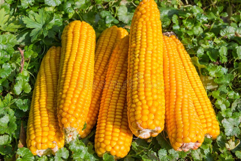 Small Pile of Ripe Corn Ears Lie on the Grass Stock Image - Image of ...