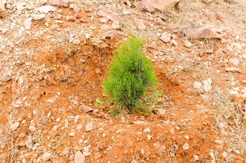 Small pine stock photo. Image of seedlings, hillside - 39968228