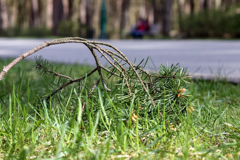 .a Small Pine Branch Has Fallen on the Grass Stock Photo - Image of ...